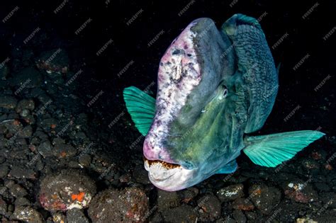 Premium Photo Bumphead Parrotfish Close Up Portrait Underwater Detail