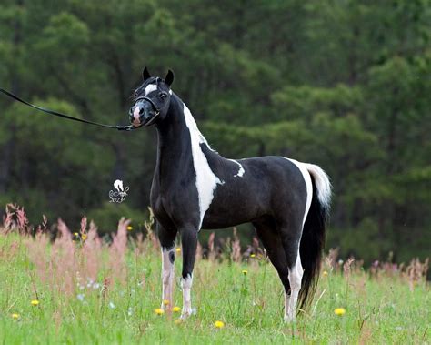 Miniature Arabian Horses At Elizabeth Wells Blog
