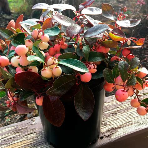 Wintergreen