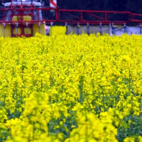 Seminte Rapita Kasalla • Diaplantro