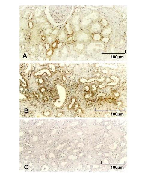 Immunostaining Of Formalin Fixed And Paraffin Embedded Sections Of Download Scientific Diagram