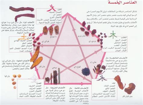 علاء السيد الين واليانغ والتحولات الخمسة