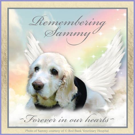 Sammy The Cocker Spaniel Libre Enjoying A Crisp Fall Day How