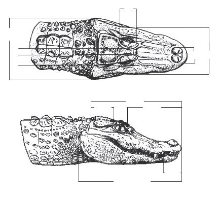 Alligator Head Anatomy Diagram