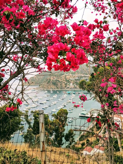 In Pictures Sweet Catalina Come And Gone Zach In The World