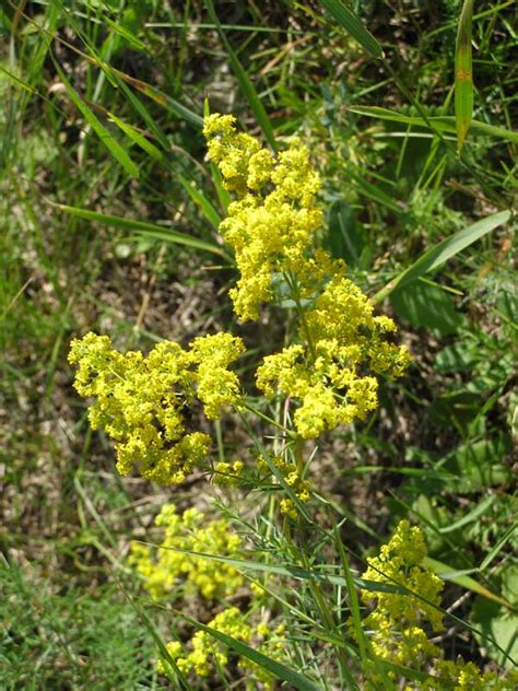 Galium verum - Изображение особи - Плантариум