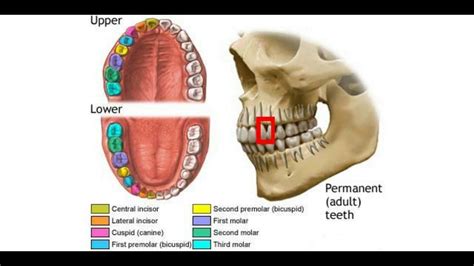 Cuspid Teeth Pain At Erika Nelson Blog