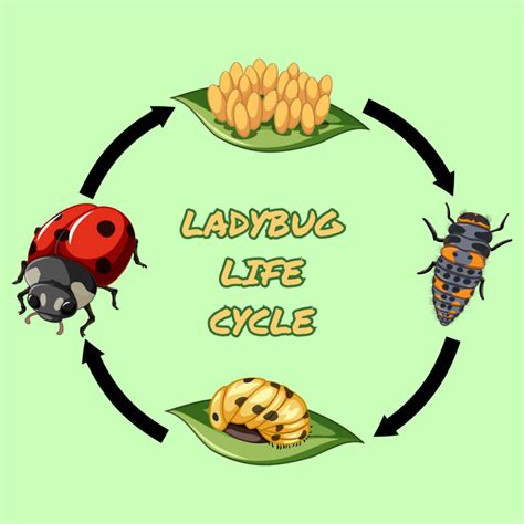 Ladybug Life Cycle Life Cycle Of The Ladybug In My Garden