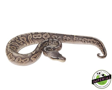 Pewter Ghost Ball Python For Sale Imperial Reptiles Imperial