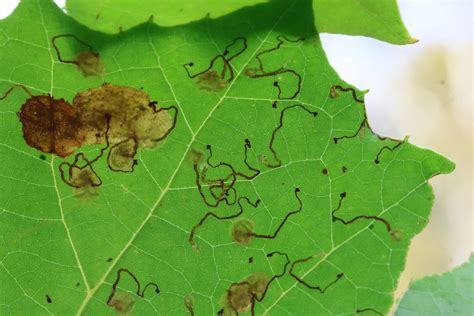 Sycamore Leaf Blotch Miner From Mary Gray Bird Sanctuary In Usa On