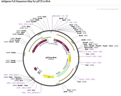 Early Career Researcher Toolbox Free Online Molecular Biology Tools