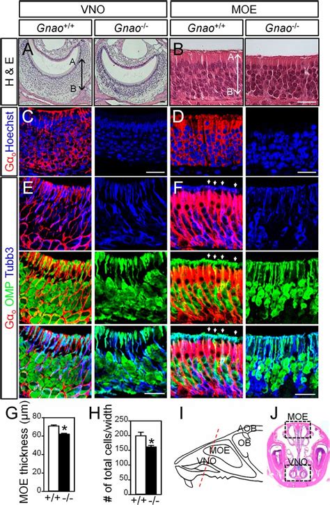 Mouse Olfactory System