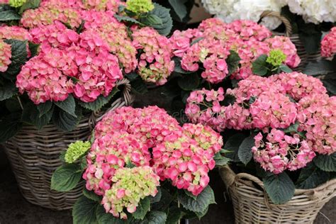 Variety Of Pink Hydrangea Or Hydrangea Macrophylla Floral Background