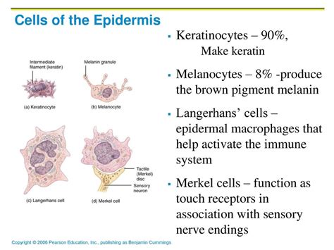 The Integumentary System Ppt Download