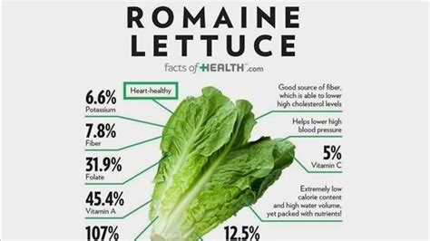 Iceberg Lettuce Vs Romaine Nutrition Reumvegetable