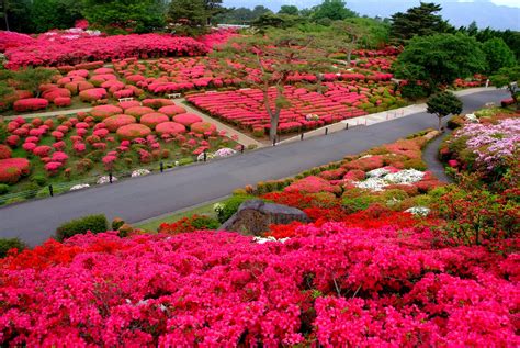 【4月にオススメ！】小室山のつつじと伊東観光2日間の旅 Column｜izu Letters