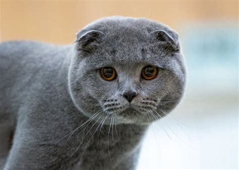 Scottish Fold Cat Breed Guide Scrumbles Scrumbles Natural Pet Food