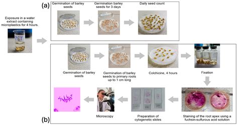 Evaluation Of Microplastic Toxicity In Drinking Water Using Different