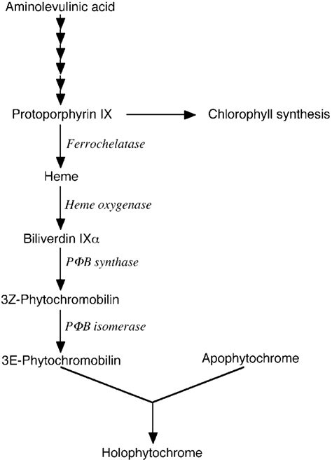 Proposed Pathway For Phytochrome Chromophore Biosynthesis In Plants