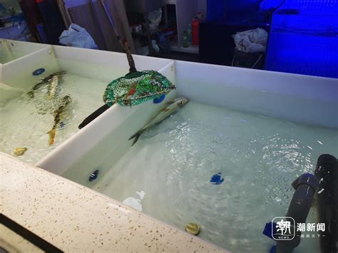 杭州西湖鱼亭复摊卖鱼，有好消息：活水仓扩容， 西湖酥鱼”提上日程