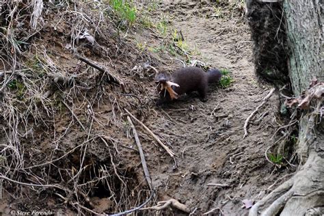 Natural World Through My Camera Mink Mating Season Is Here