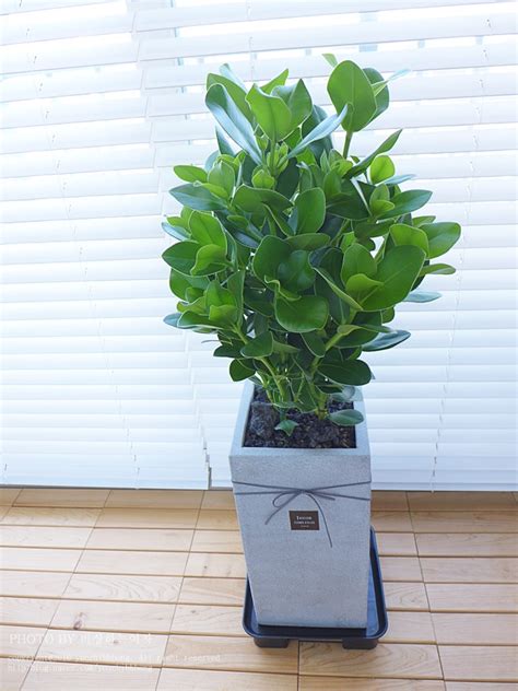 예쁜 화분 공기정화 식물 크루시아 키우기제이블라썸 네이버 블로그