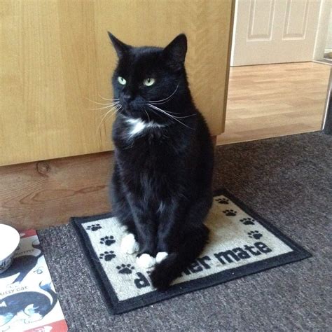 Why Choose Us The Hyperthyroid Cat Centre