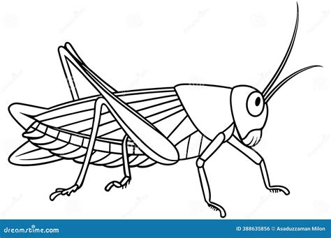 Grasshopper Anatomy And Body Respiratory System Illustration