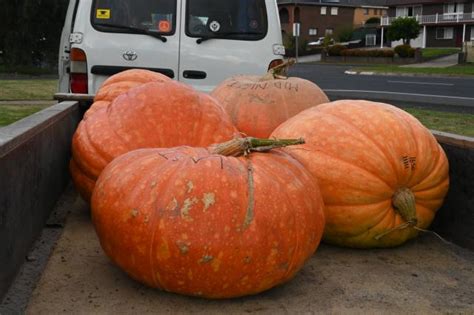 Victory For Massive Pumpkins The Border Watch
