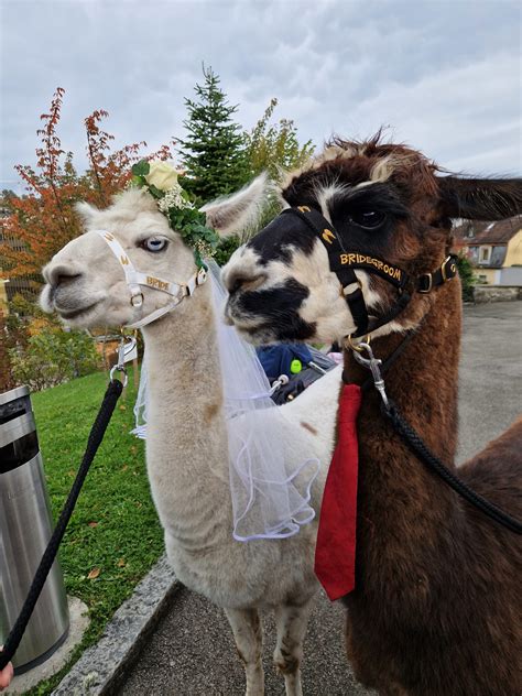 Hochzeit Vanessa Und Moritz Lamatrekking Giswil