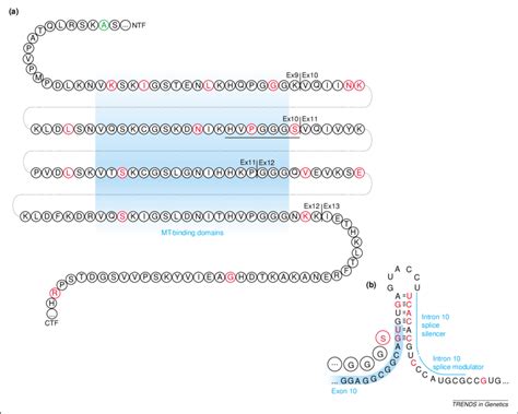 Mapt Mutations A Schematic Representation Of Mapt Exons Nine To 13