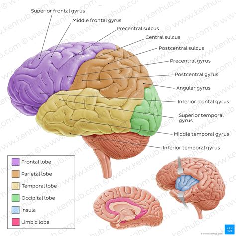 Central Nervous System Labeled Diagram