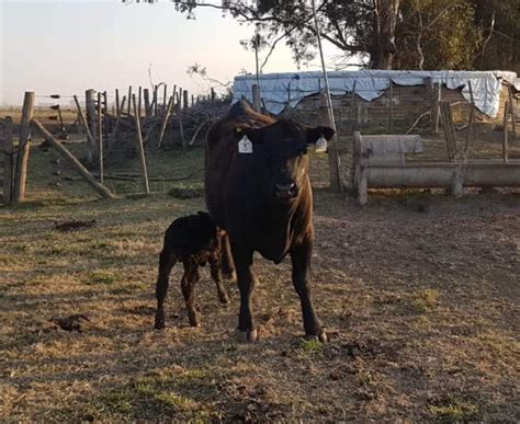 La Vaca Y Su Cría — Hive