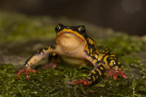 Costa Rican Variable Harlequin Toad Poisonous