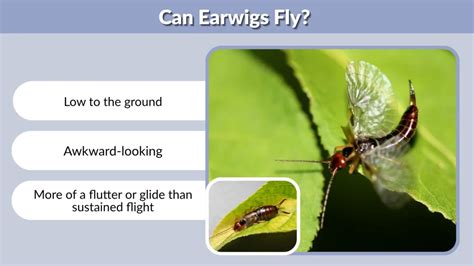 Can Earwigs Fly Full Explanation Of Their Wings And Flight Behavior