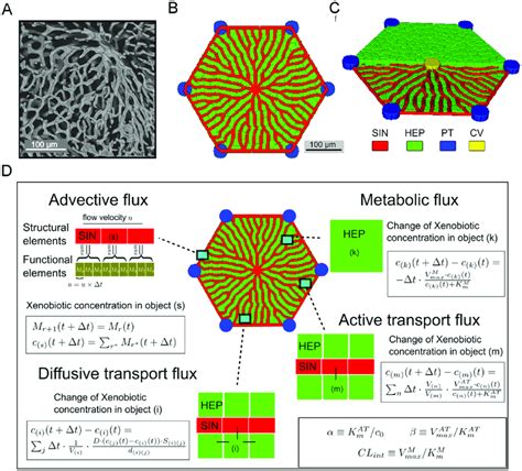 Model Description A Micrograph Of Sinusoids In A Deep Section Of A