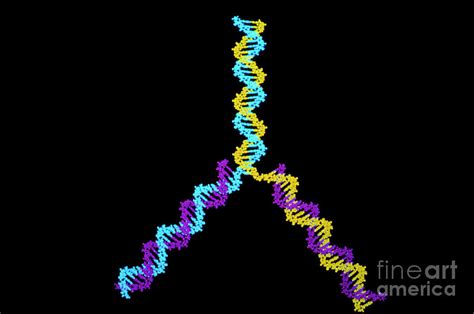 Computer Graphics Of Dna Replication By Science Photo Library