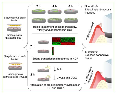 In Vitro Effects Of Streptococcus Oralis Biofilm On Peri Implant Soft