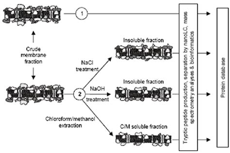 Strategies For Envelope Proteomics Scheme 1 Froehlich Et Al 2003 Download Scientific