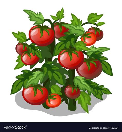 Planting And Cultivation Of Tomato Royalty Free Vector Image Plant