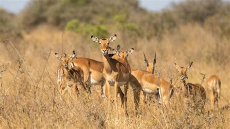 Premium Photo Gazelle In The Wild