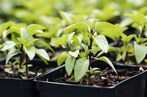 Culinary Herbs Sowing Seeds Nursery