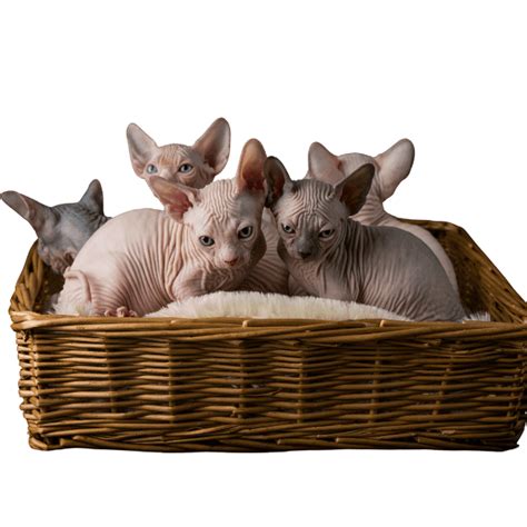 The Sphynx Cat Lifespan Journey From Kitten To Senior