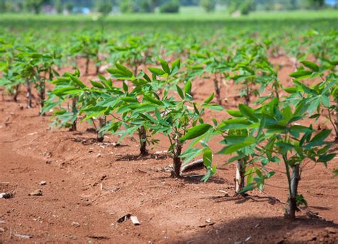 Cuidados Com O Mandaravá Que Ataca As Plantações De Mandioca Ipygmc