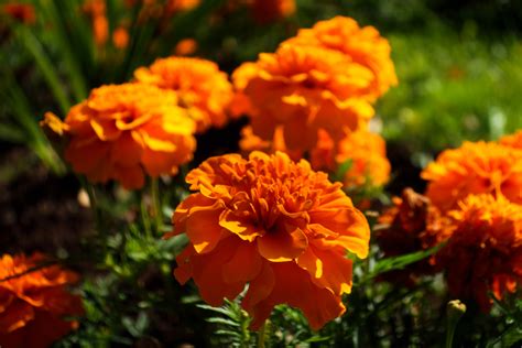 무료 이미지 꽃들 꽃잎 자연 화려한 꽃밭 냄새 생활 행복 여름 정원 마을 농촌 지역 파비 에르 꼬마 요정 연간 공장 식물 줄기 다년생 식물