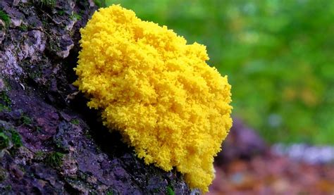 Yellow Slime Mold Danger