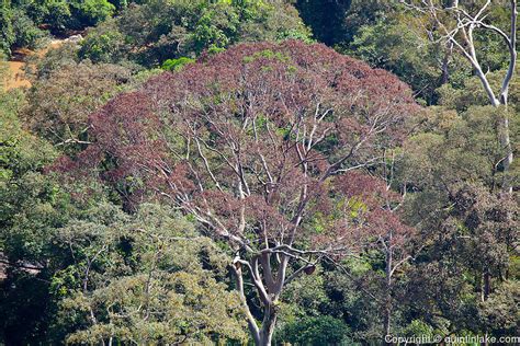 Forest Conservation What Is The Meaning Of Forest Conservation