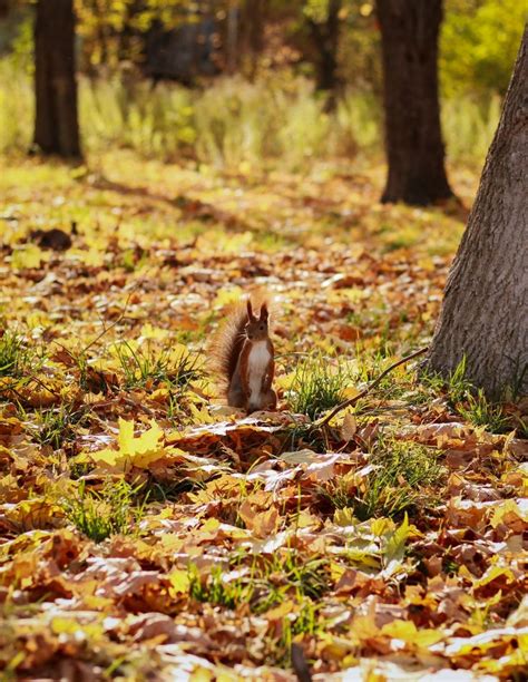 Squirrel Adorable Wildlife In Ukraine