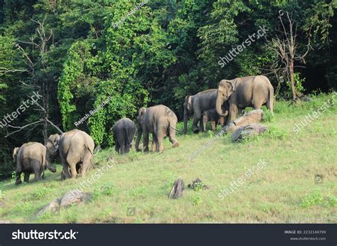 Kerala Wildlife Photography