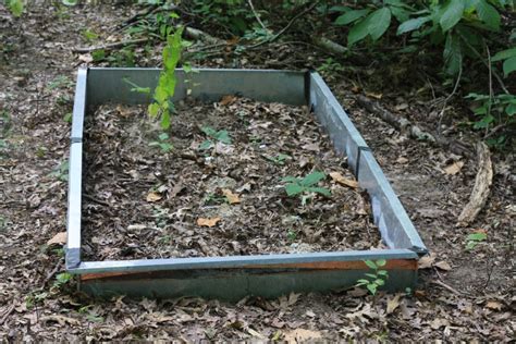 Snail Herbivory In Forest Communities
